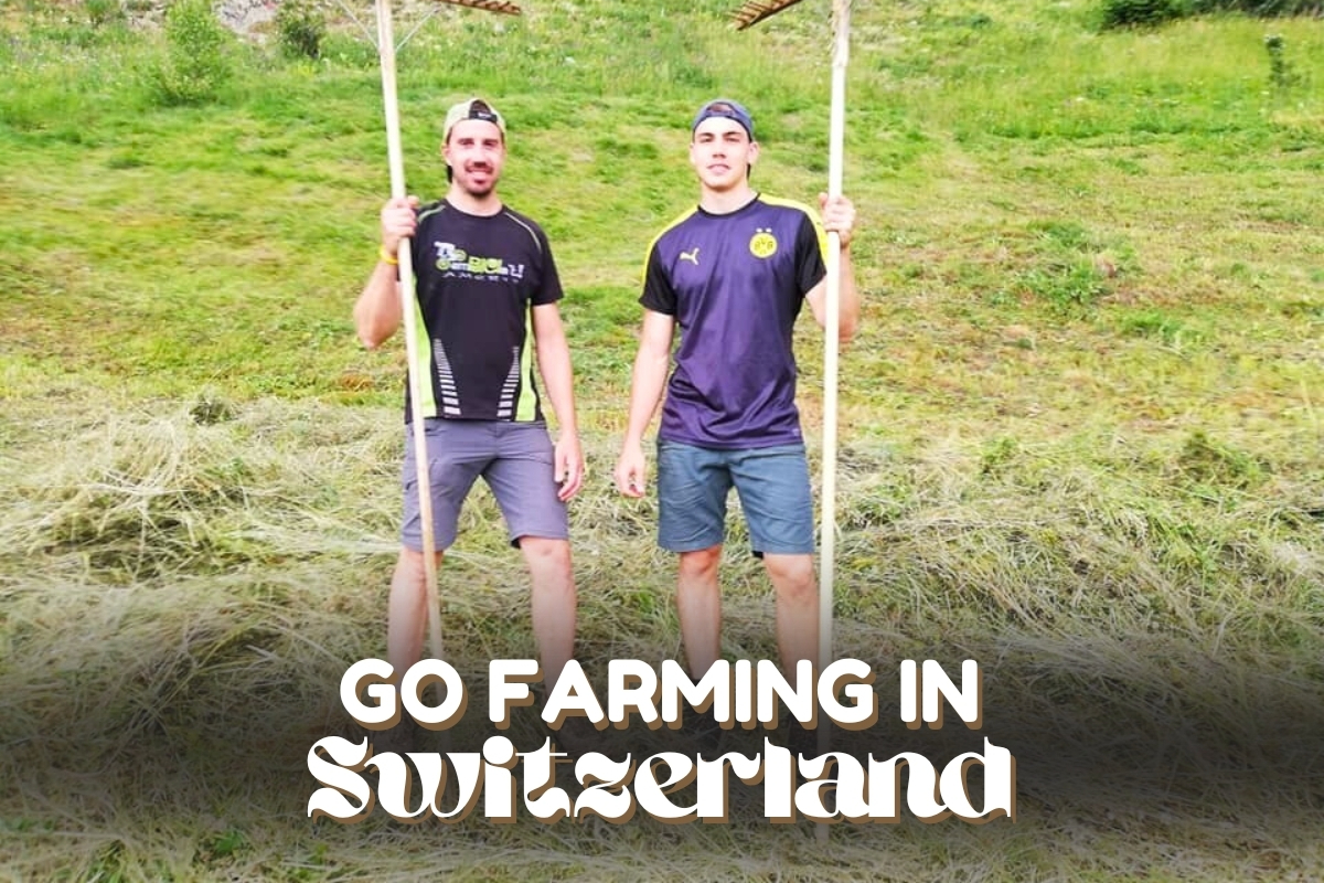 Volunteer on a Swiss Farm: A Unique Alpine Experience