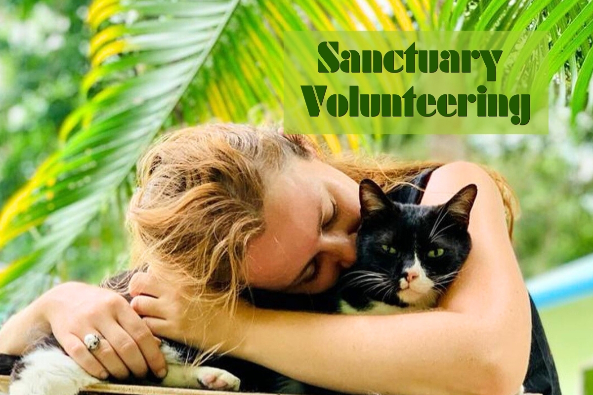 Volunteer with Animals Thailand: Care for Rescue Dogs & Cats