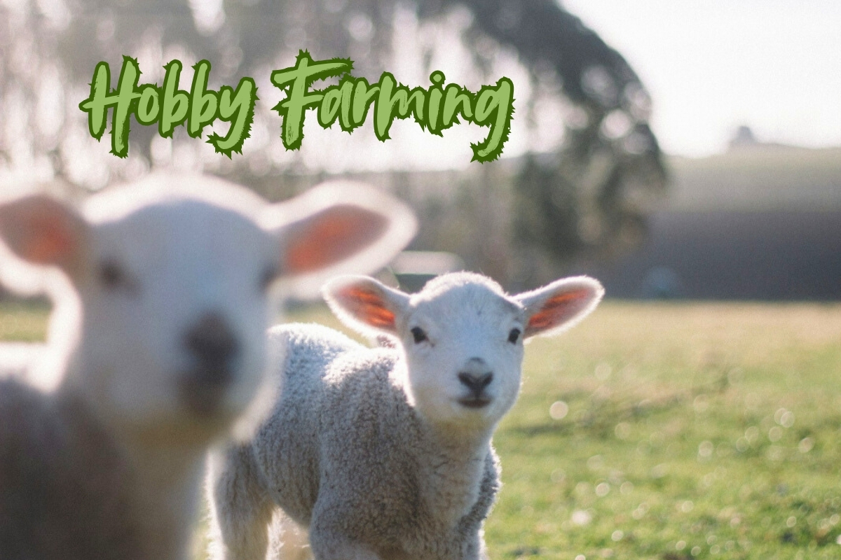 Volunteer on an Irish Farm – Rural Life and Care for Animals